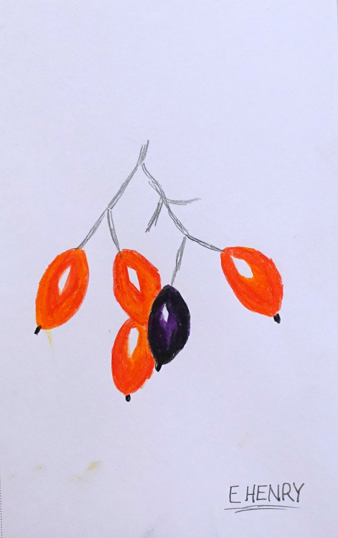 Edward Henry in Lockdown - Project Ability